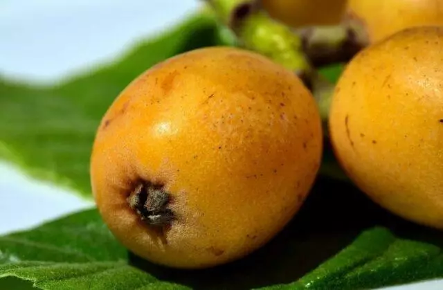 Medlar: wat is it foar fruit, foto's, nuttige eigenskippen en kontraindiken, hoe te iten 1476_3