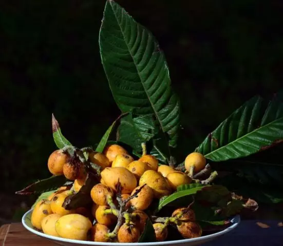 Medlar: wat is it foar fruit, foto's, nuttige eigenskippen en kontraindiken, hoe te iten 1476_5