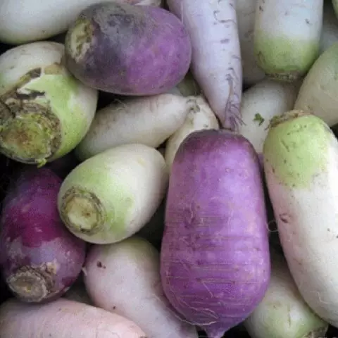 Turnips (ຜັກບົ່ວອາຫານສັດ): ມັນຄ້າຍຄືແນວໃດ, ແນວພັນ, ການປູກແລະການດູແລ, ຮູບຖ່າຍ 14810_14