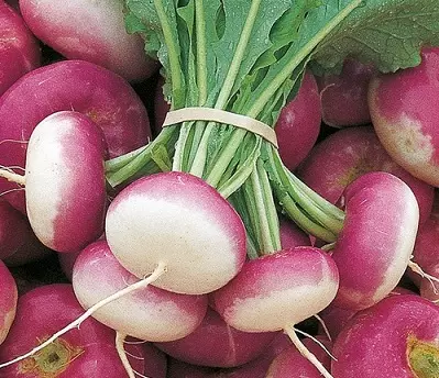 Turnips (ຜັກບົ່ວອາຫານສັດ): ມັນຄ້າຍຄືແນວໃດ, ແນວພັນ, ການປູກແລະການດູແລ, ຮູບຖ່າຍ 14810_2