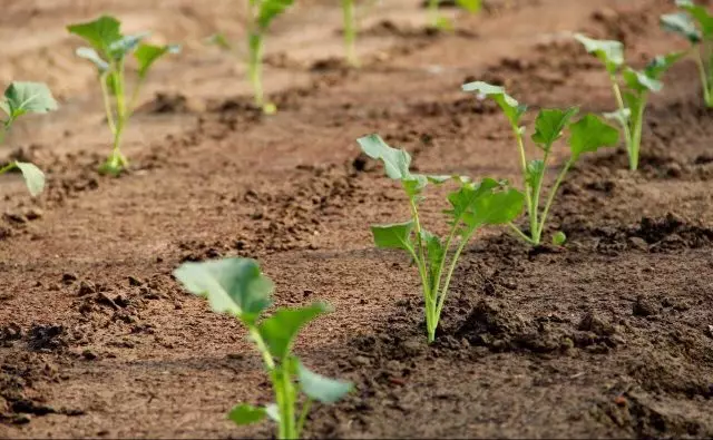 Turnips (ຜັກບົ່ວອາຫານສັດ): ມັນຄ້າຍຄືແນວໃດ, ແນວພັນ, ການປູກແລະການດູແລ, ຮູບຖ່າຍ 14810_21