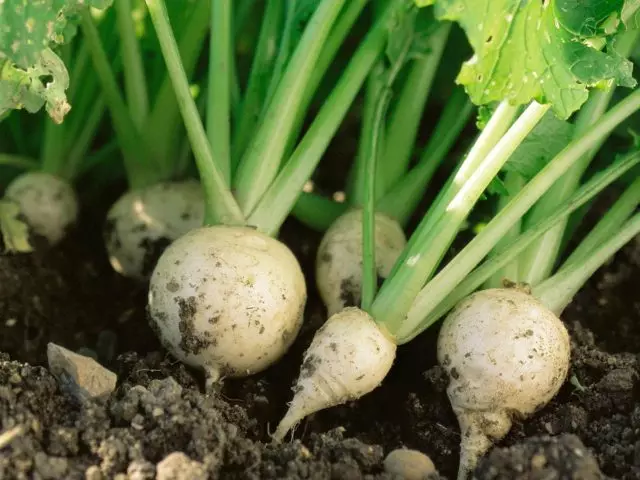 Turnips (ຜັກບົ່ວອາຫານສັດ): ມັນຄ້າຍຄືແນວໃດ, ແນວພັນ, ການປູກແລະການດູແລ, ຮູບຖ່າຍ 14810_22