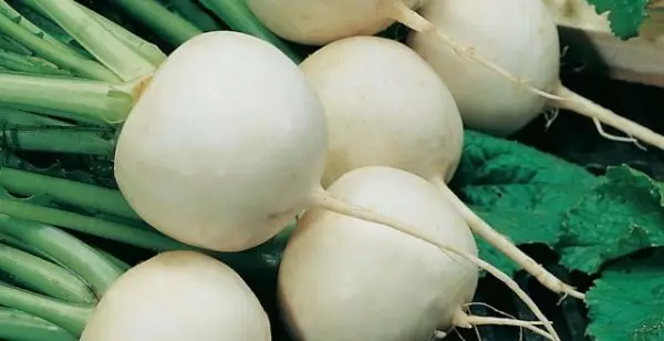 Turnips (ຜັກບົ່ວອາຫານສັດ): ມັນຄ້າຍຄືແນວໃດ, ແນວພັນ, ການປູກແລະການດູແລ, ຮູບຖ່າຍ 14810_7