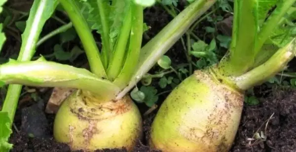 Turnips (ຜັກບົ່ວອາຫານສັດ): ມັນຄ້າຍຄືແນວໃດ, ແນວພັນ, ການປູກແລະການດູແລ, ຮູບຖ່າຍ 14810_8