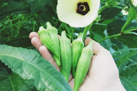 Okra: cómo crecer en los suburbios, en los Urales, en Siberia, tecnología agrícola