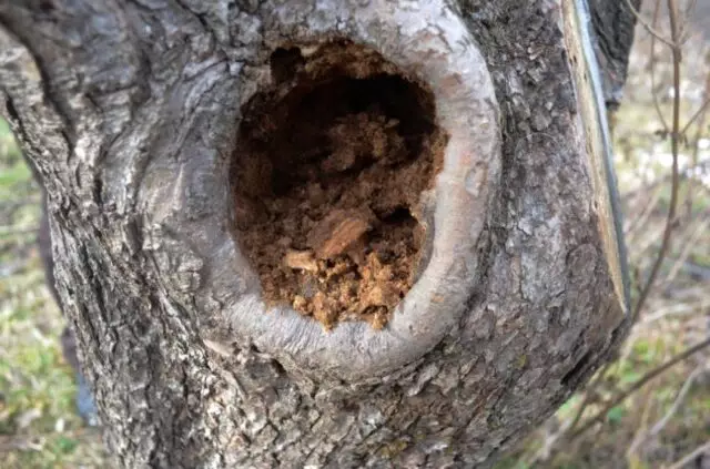 Come e come chiudere una cavità in un melo: cemento, schiuma, argilla, primavera, estate, video 1482_1