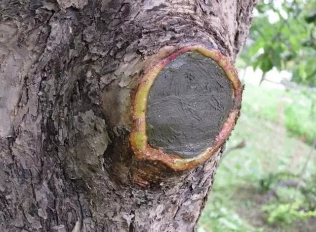 How and how to close up a hollow in an apple tree: cement, foam, clay, spring, summer, video 1482_4