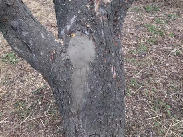 Come e come chiudere una cavità in un melo: cemento, schiuma, argilla, primavera, estate, video 1482_5