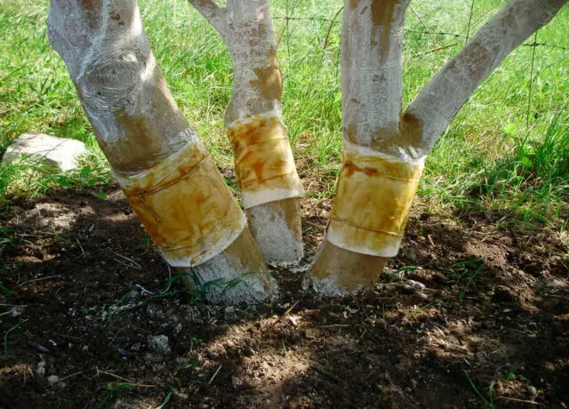 How and how to close up a hollow in an apple tree: cement, foam, clay, spring, summer, video 1482_6