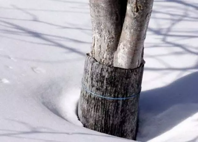 How and how to close up a hollow in an apple tree: cement, foam, clay, spring, summer, video 1482_7