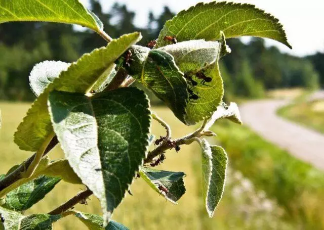 Mieren op een appelboom: hoe kom je van folkremedies af, hoe te verwerken, wat te doen 1484_1