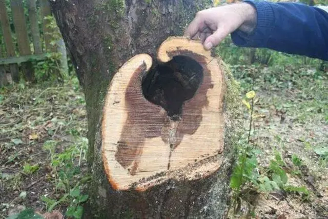 Mieren op een appelboom: hoe kom je van folkremedies af, hoe te verwerken, wat te doen 1484_13