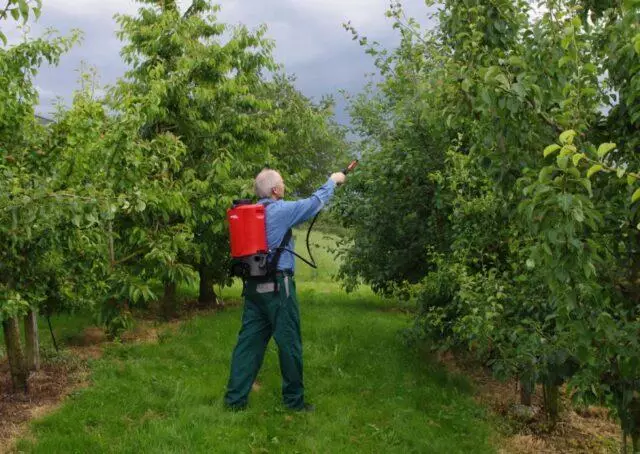 Mieren op een appelboom: hoe kom je van folkremedies af, hoe te verwerken, wat te doen 1484_14