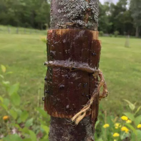 Mieren op een appelboom: hoe kom je van folkremedies af, hoe te verwerken, wat te doen 1484_8