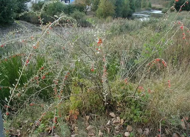 Goji: plant en versorg in die oop veld, hoe om te plant, hoe om te groei uit sade in die Moskou -streek, in Siberië, snoei reëls 14882_12