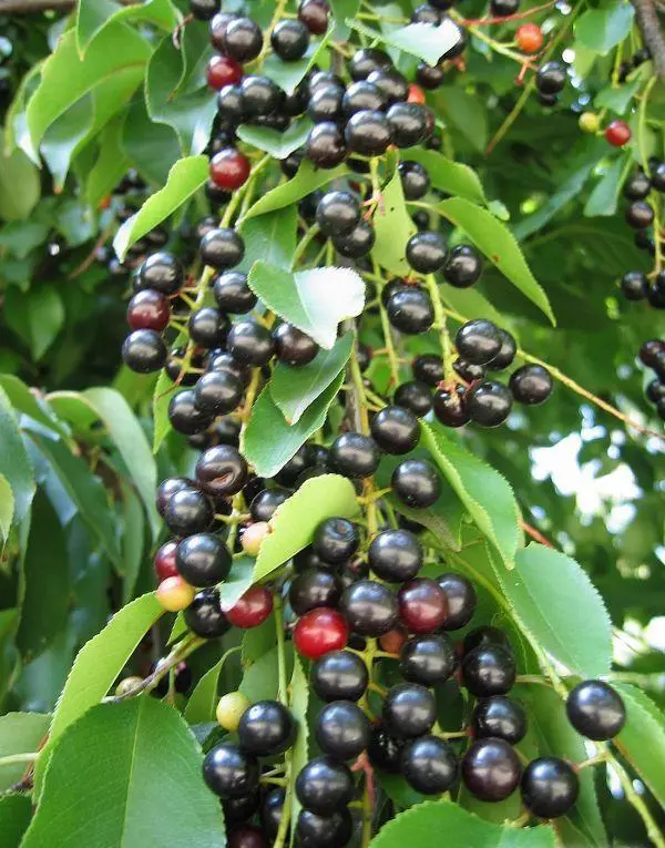 Un híbrido de cereza y cereza de pájaro: padocerus, cerapadus, variedades, descripción, plantación y cuidado, cultivo.