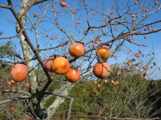 persimmon វឺជីនៀ៖ ការពិពណ៌នាអំពីពូជរូបថតការដាំដុះនៅតំបន់មូស្គូការពិនិត្យឡើងវិញ 1492_3