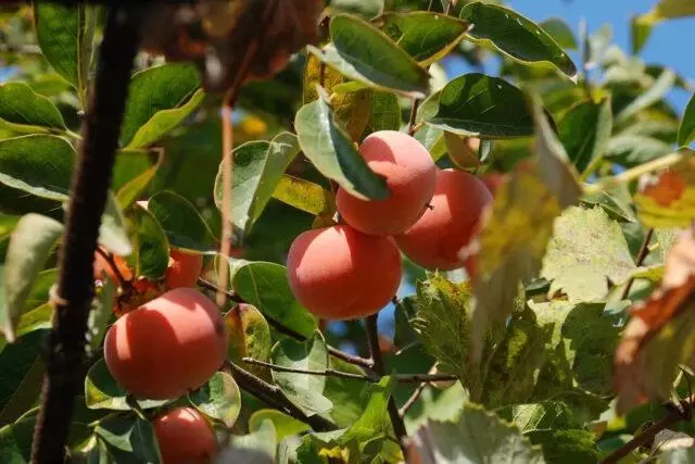 Virginia persimmon: beskrivelse af sorten, foto, dyrkning i Moskva -regionen, anmeldelser 1492_5