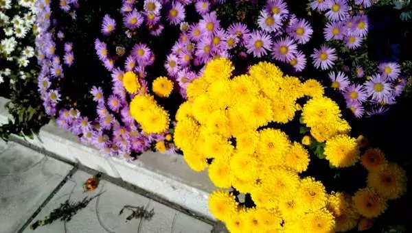 Perryial chrysanthemum