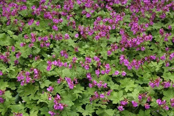 Balkan geranium: cog thiab tu