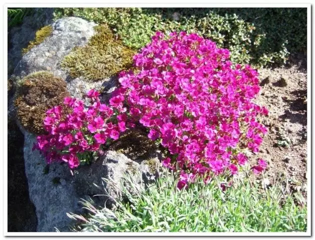 夏に咲く低成長の多年生植物+名前の付いた写真 14_2