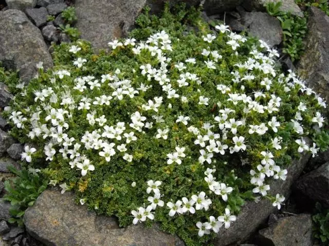 Bahari ya Alyssum