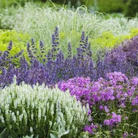 夏に咲く低成長の多年生植物+名前の付いた写真 14_5