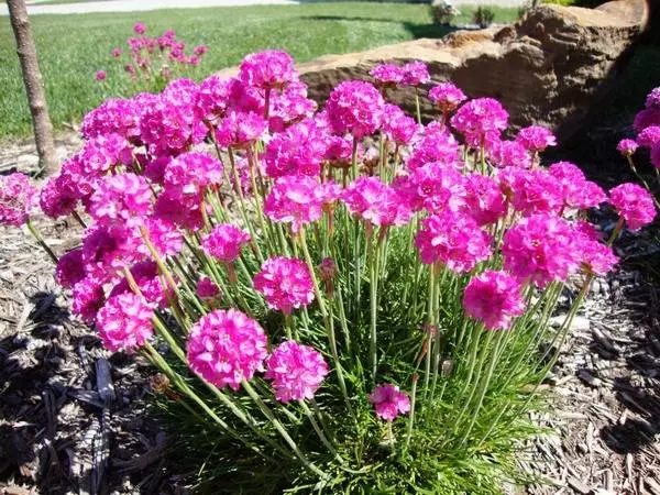 Armeria primorje