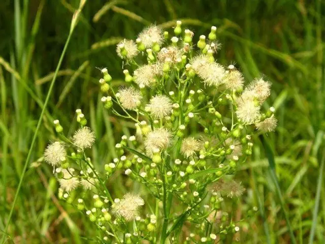 چھوٹی پنکھڑی (ایرجیرون) کینیڈین (ایریگرن کینیڈینسس): گھاس کی تصویر اور تفصیل 1508_13