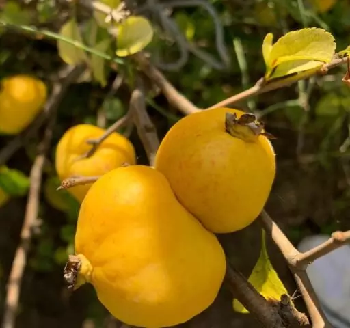 Quint (chaenomeles) tincture: li ser vodka, alkol, ronahiya heyvê ji tov, fêkî 152_2