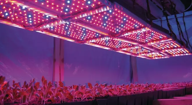 DIY seedling lighting