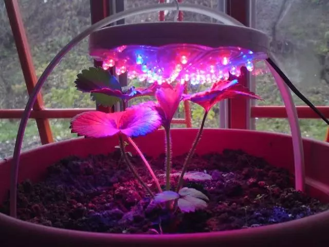 DIY seedling lighting 15315_7