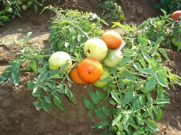 Tomato Blizzard: halaye da bayanin iri -iri