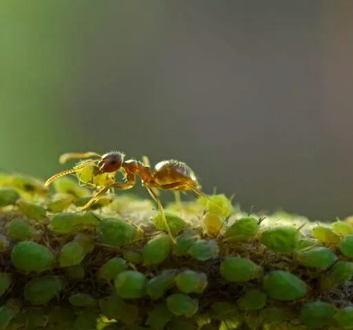 रूखहरु मा aphids बाट लाँड्री साबुन: व्यञ्जनहरु, कसरी पकाउने, यो मद्दत गर्छ, समीक्षा 1540_5