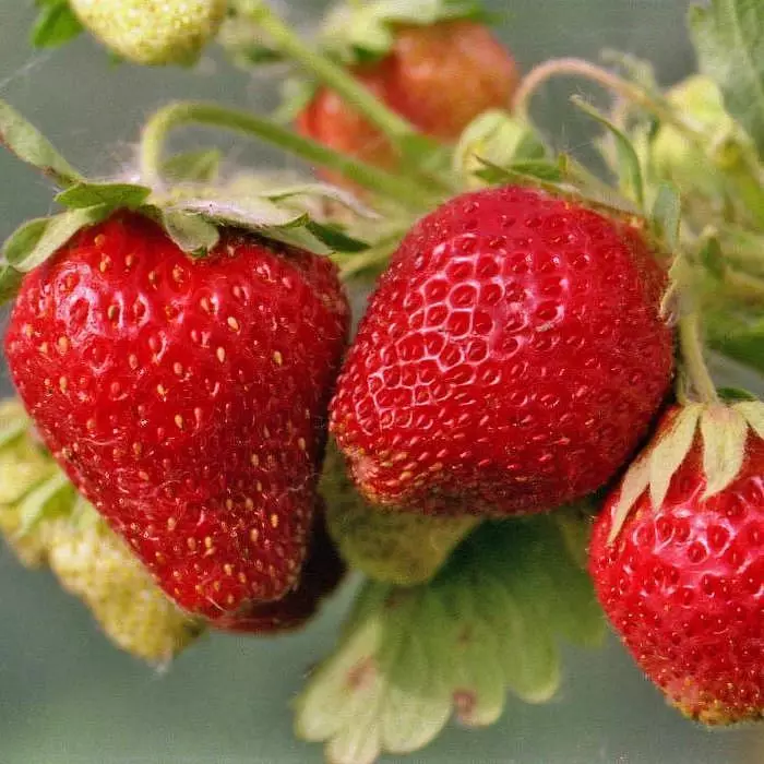 Strawberry Brighton (Braiton): kufotokozera zamitundu yosiyanasiyana, zithunzi, ndemanga za wamaluwa