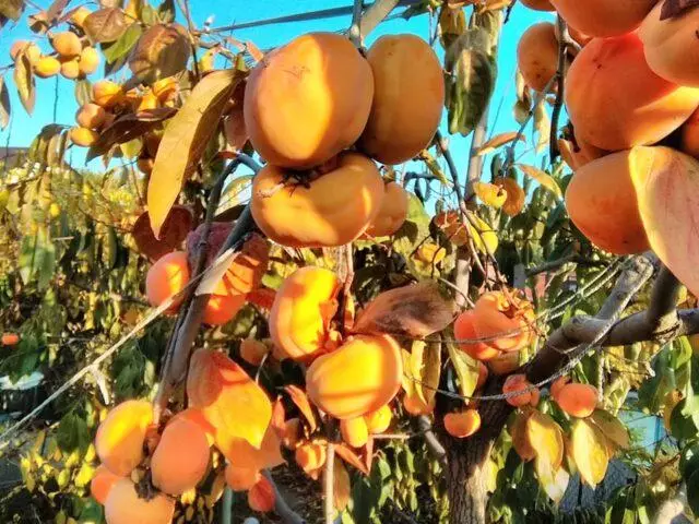 Дали е можно persimmon со доење 1572_7