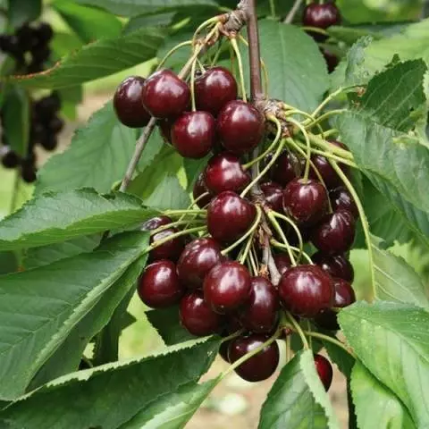 Cherry Shokoladnitsa: description de la variété, photos, avis, pollinisateurs, taille 1577_1