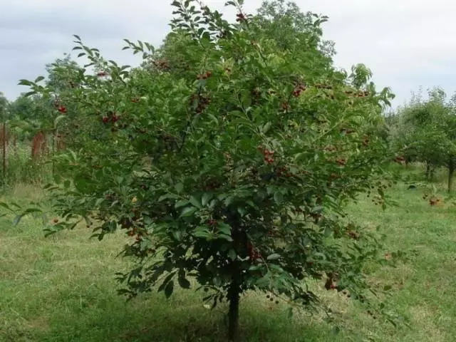 Cherry Shokoladnitsa: descripción de la variedad, fotos, reseñas, polinizadores, poda 1577_2