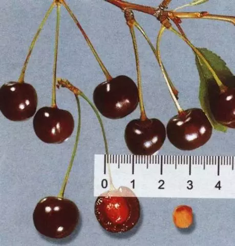 Cherry Shokoladnitsa：品種描述、照片、評論、傳粉者、修剪 1577_3