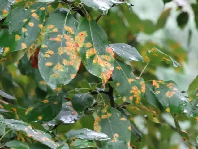 Cherry Shokoladnitsa: opis odmiany, zdjęcia, recenzje, zapylacze, przycinanie 1577_4