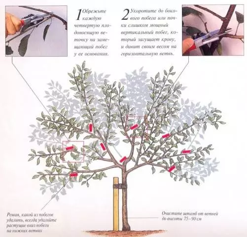 Cherry Shokoladnitsa: คำอธิบายหลากหลาย, ภาพถ่าย, ความคิดเห็น, แมลงผสมเกสร, การตัดแต่งกิ่ง 1577_6