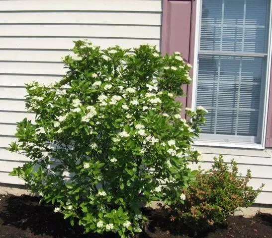 Wie man Viburnum verpflanzt: im Herbst an einen neuen Ort, wann ist es besser, ist es im Sommer im Juli möglich? 1589_1