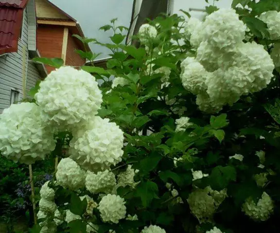 viburnum کي ڪيئن منتقل ڪجي: زوال ۾ نئين ج toھ تي ، جڏھن اھو بھتر آھي ، possibleا اھو ممڪن آھي اونهاري ۾ ، جولاءِ ۾. 1589_2