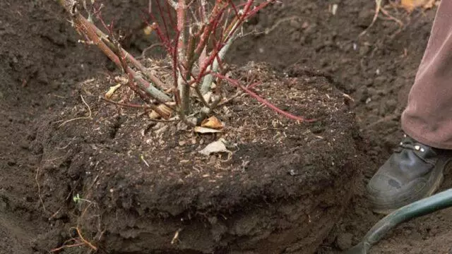 Cara pemindahan viburnum: pada musim gugur ke tempat baru, kapan lebih baik, adakah mungkin pada musim panas, pada bulan Julai 1589_3