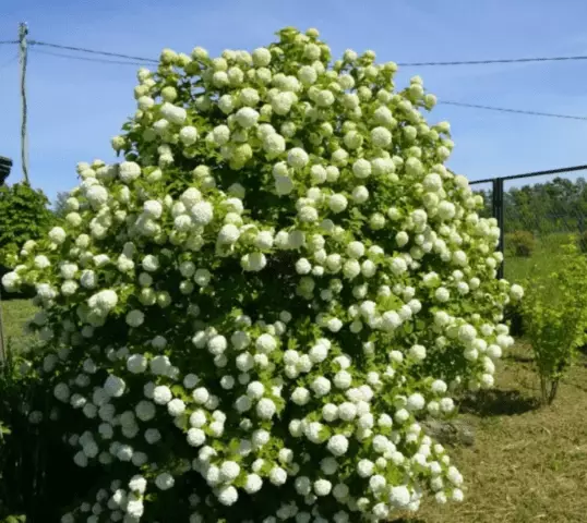 ວິທີການຍ້າຍ viburnum: ໃນລະດູໃບໄມ້ຫຼົ່ນໄປບ່ອນໃ,່, ເມື່ອໃດມັນດີກວ່າ, ມັນເປັນໄປໄດ້ໃນລະດູຮ້ອນ, ໃນເດືອນກໍລະກົດ 1589_4