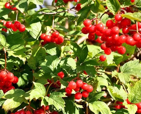 viburnum کي ڪيئن منتقل ڪجي: زوال ۾ نئين ج toھ تي ، جڏھن اھو بھتر آھي ، possibleا اھو ممڪن آھي اونهاري ۾ ، جولاءِ ۾. 1589_6