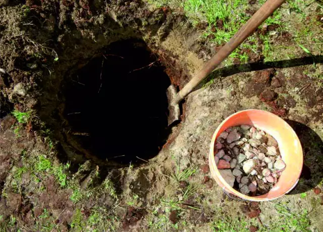 Cara pemindahan viburnum: pada musim gugur ke tempat baru, kapan lebih baik, adakah mungkin pada musim panas, pada bulan Julai 1589_7