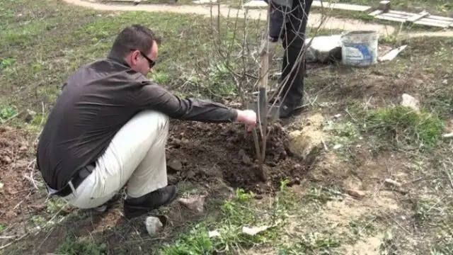 viburnum کي ڪيئن منتقل ڪجي: زوال ۾ نئين ج toھ تي ، جڏھن اھو بھتر آھي ، possibleا اھو ممڪن آھي اونهاري ۾ ، جولاءِ ۾. 1589_8