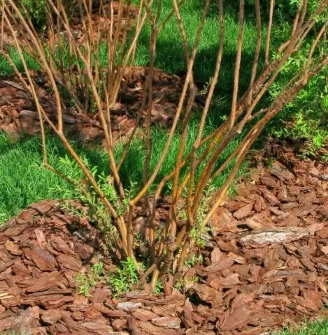 Wie man Viburnum verpflanzt: im Herbst an einen neuen Ort, wann ist es besser, ist es im Sommer im Juli möglich? 1589_9