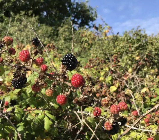 Black raspberries na blakberị: ọdịiche, foto 1591_1